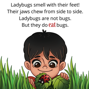 Bug Hunt: A Level 1 Early Reader Book about "True" Bugs – Charge Mommy ...